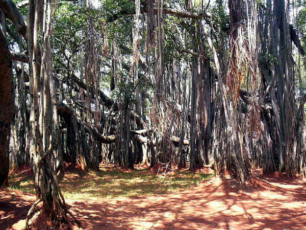 ಸಾವನದುರ್ಗದಿಂದ ದೊಡ್ಡ ಆಲದಮರ | Savandurga to big banyan tree - Kannada ...