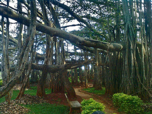ಸಾವನದುರ್ಗದಿಂದ ದೊಡ್ಡ ಆಲದಮರ | Savandurga to big banyan tree - Kannada ...