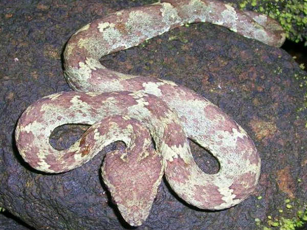 ವಿವಿಧ ಸರಿಸೃಪಗಳ ನಿವಾಸವಿರುವ ಸ್ಥಳಗಳ ಪ್ರವಾಸ | The places where amazing ...