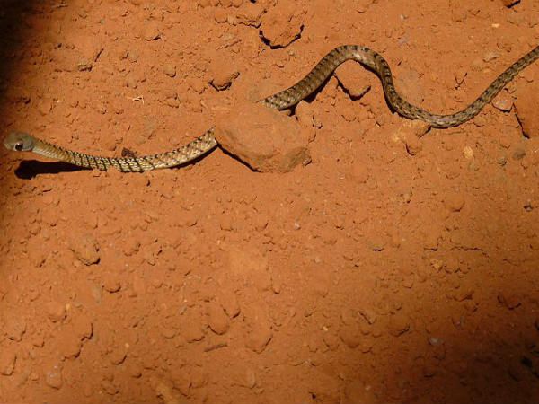 ವಿವಿಧ ಸರಿಸೃಪಗಳ ನಿವಾಸವಿರುವ ಸ್ಥಳಗಳ ಪ್ರವಾಸ | The places where amazing ...