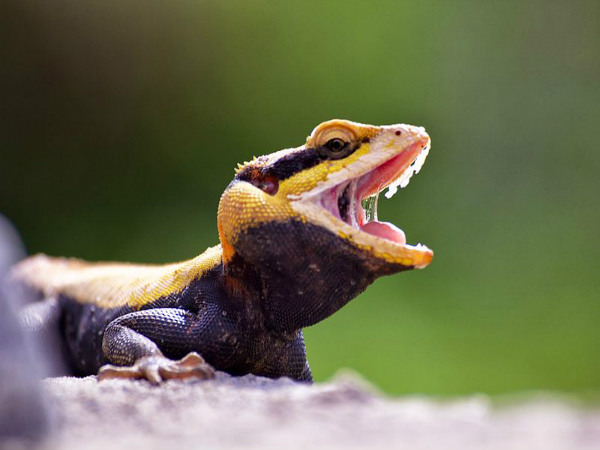 ವಿವಿಧ ಸರಿಸೃಪಗಳ ನಿವಾಸವಿರುವ ಸ್ಥಳಗಳ ಪ್ರವಾಸ | The places where amazing ...