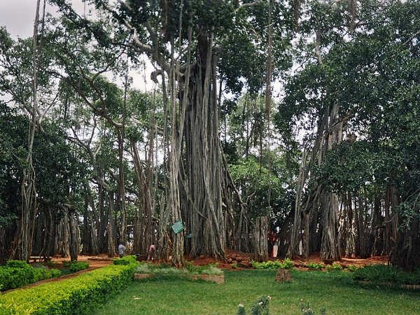 ಇವು ದೇಶದ 4ನೇ ಅತಿದೊಡ್ಡ ಆಲದ ಮರಗಳು | Under the Shade of Big Banyan Tree in ...