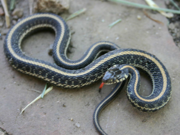 ಈ ಗ್ರಾಮದ ಪ್ರವೇಶ ಮಾಡಿದರೆ ನಿಮಗೆ ಮೊದಲು ಸ್ವಾಗತಿಸುವುದೇ ಹಾವುಗಳು | If you ...