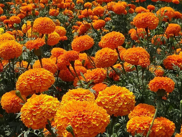 ಯಾವ ಹೂವಿನ ಕಣಿವೆ, ನೆದರ್ ಲ್ಯಾಂಡ್ ಗೂ ಕಮ್ಮೀ ಇಲ್ಲ ‘ಗುಂಡ್ಲುಪೇಟೆ’ | Gundlupete ...